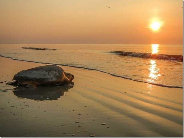 Win An Entry (And VIP Hotel Stay) To The Turtle Crawl Triathlon ...