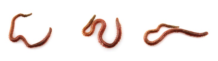 The Latest Way to Dope is...Worm Blood? – Triathlete