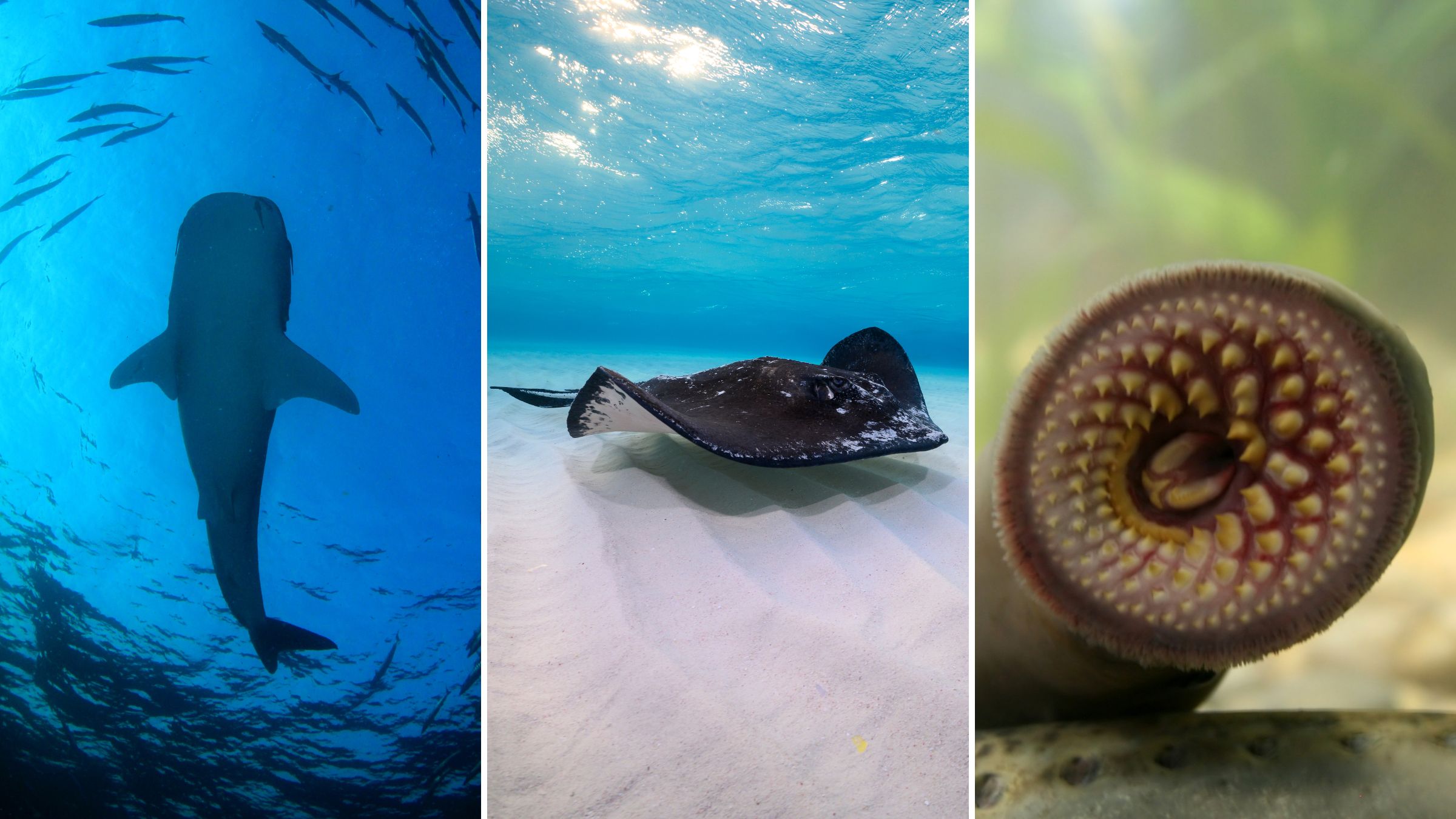 How to Deal with Jellyfish Stings, Sea Lice, and More – Triathlete