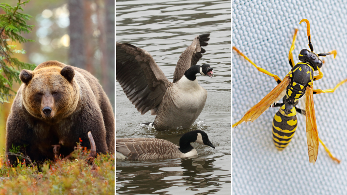 Dealing With Animal and Insect Encounters in Training – Triathlete